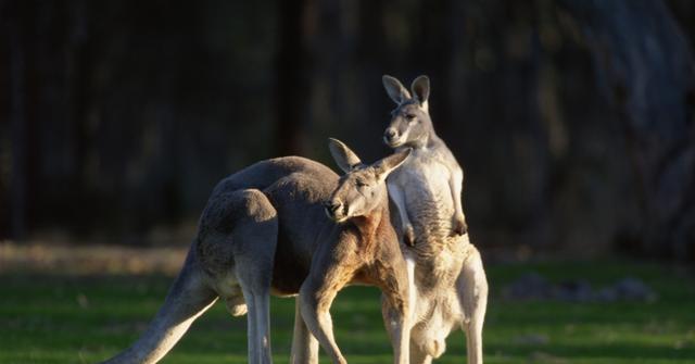 Why Are Kangaroos so Buff? Here's What to Know About Them