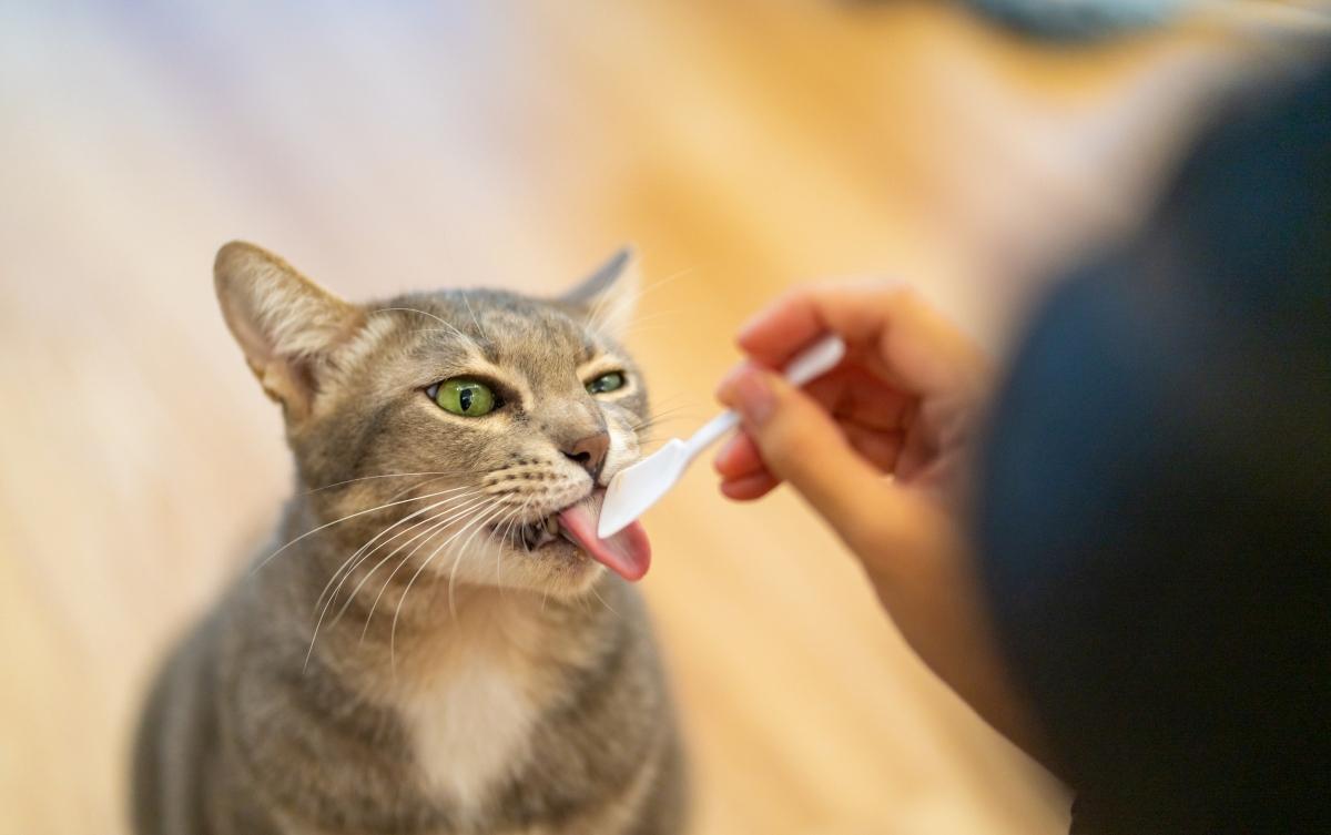 Can Cats Eat Peanut Butter? The Skinny on This Snack