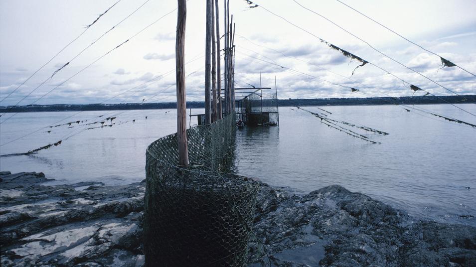 Why is Bioaccumulation a Problem? What You Should Know