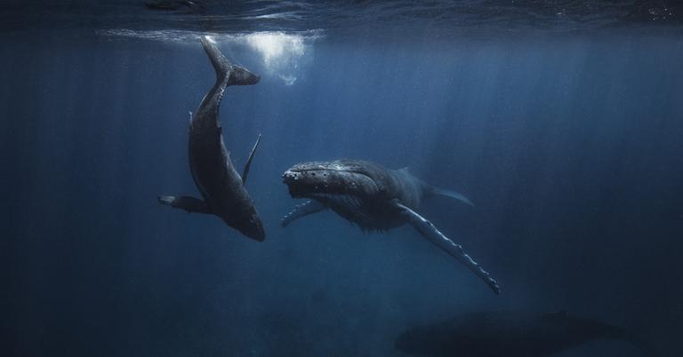 Scientists Use Underwater Microphones to Record Fish, Whales