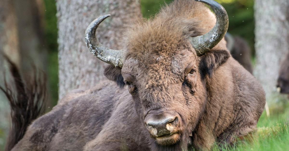 Wild Bison Introduced in Kent, U.K. to Wild Land Used for Timber