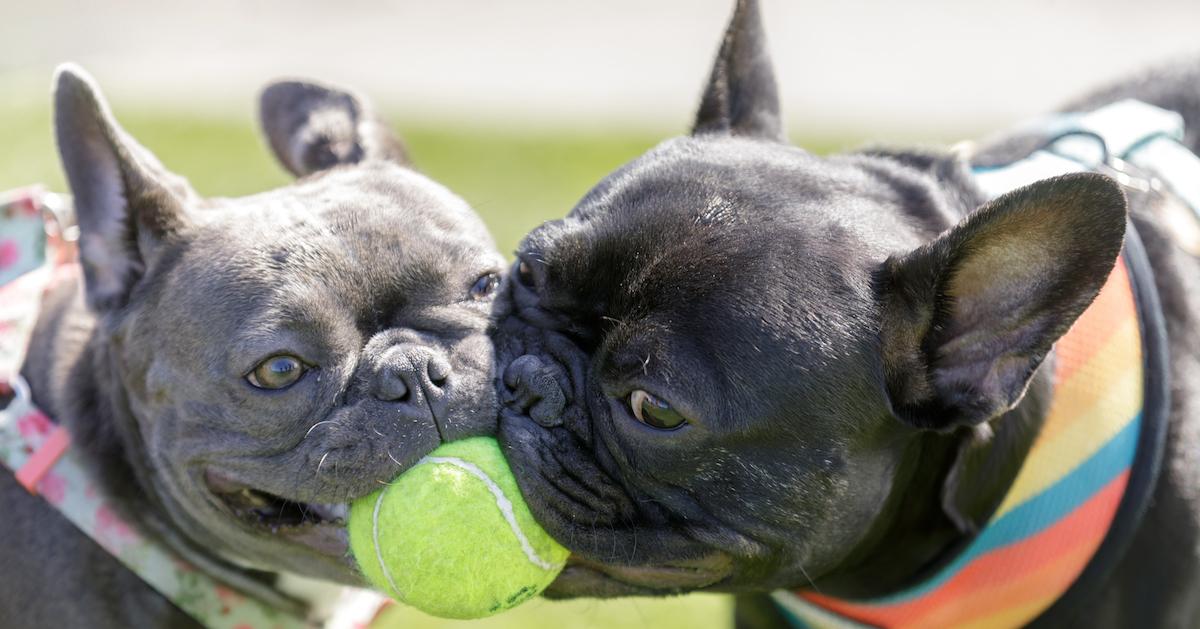 How to Calm an Excited Dog or Puppy