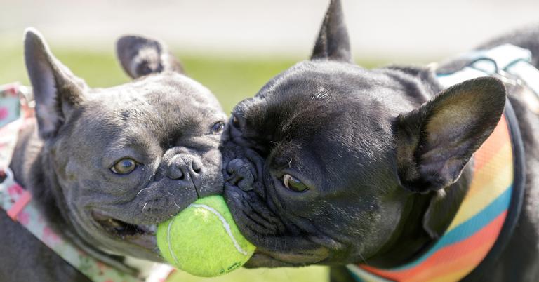 Dog Flu Outbreak: Symptoms of Canine Influenza, Vaccine Side Effects ...