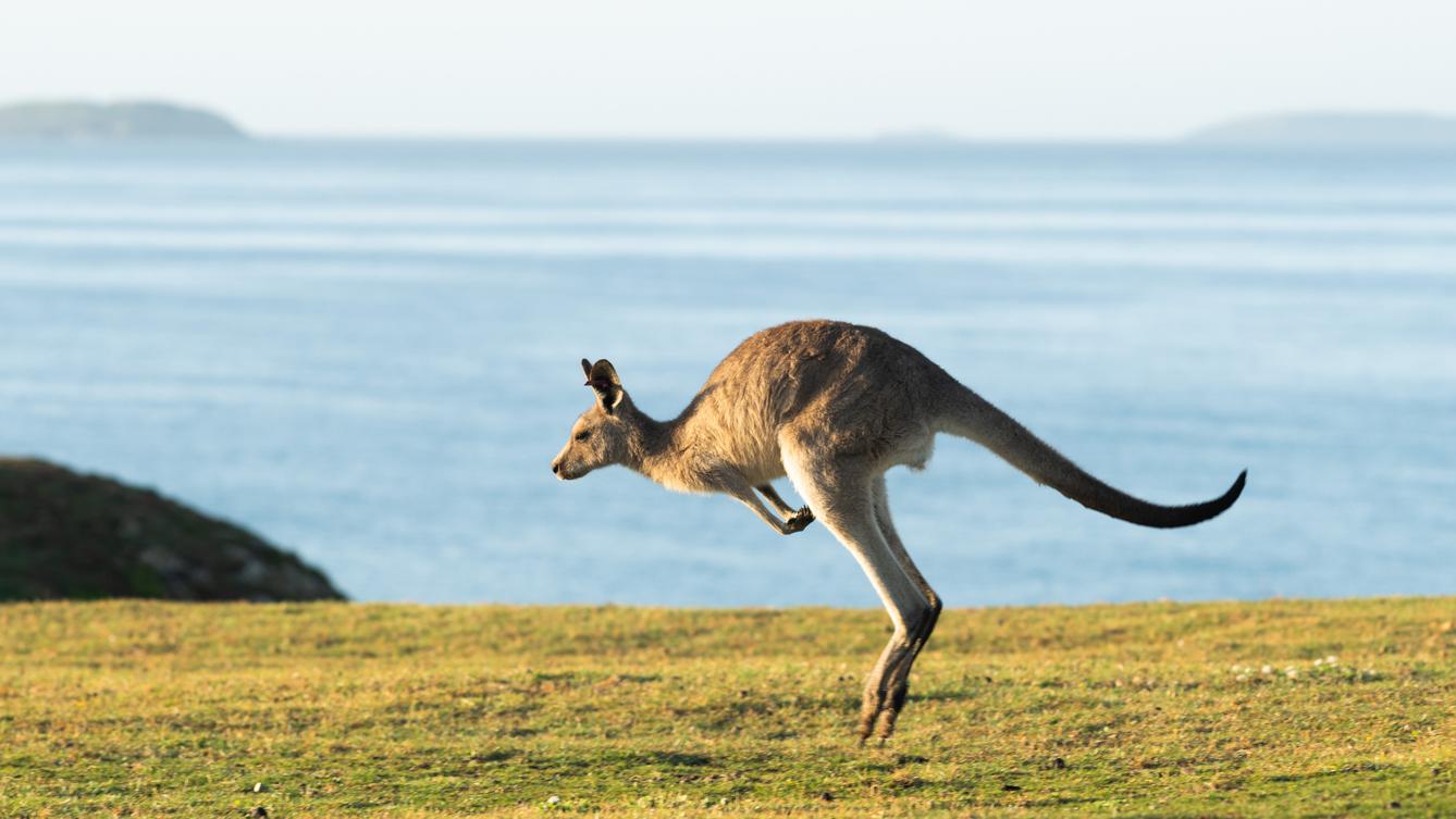 These Animals Cannot Physically Walk Backwards
