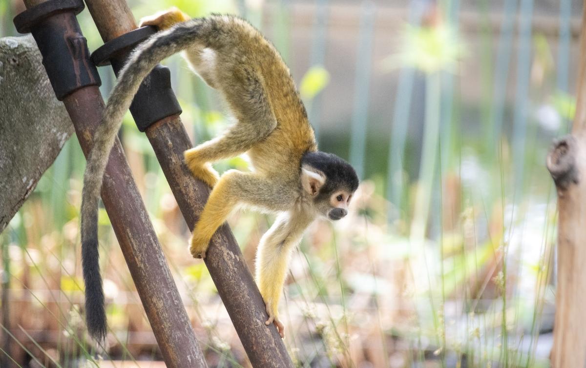 Your Guide to Fascinating Animals That Hang Upside Down
