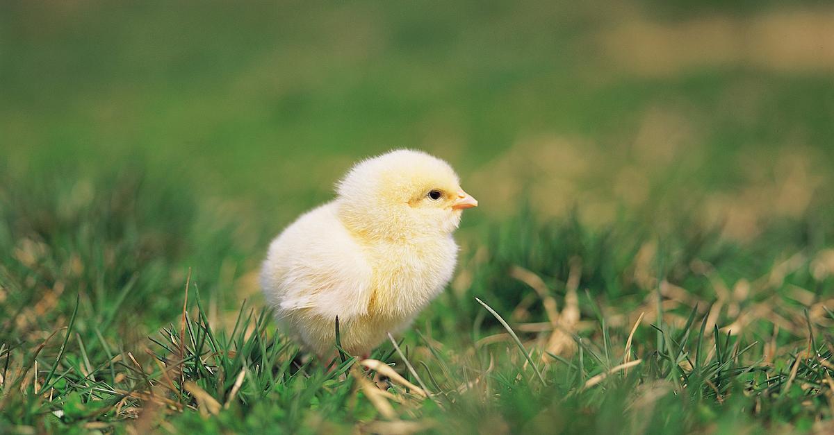 Male Chick Culling Being Banned in Italy Is an Animal Rights Victory