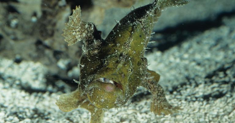Our Top 10 Picks for Ugly Fish From Around the World