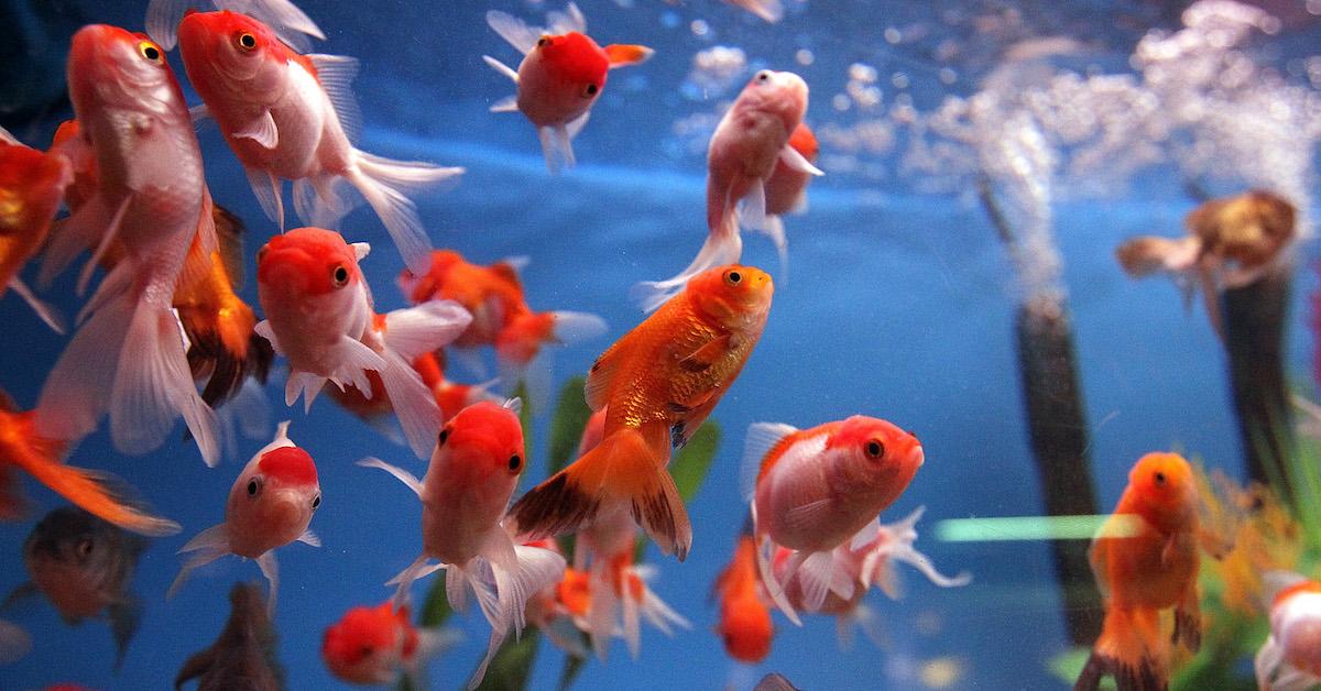 Goldfish in U.K. Rivers Causing Major Biodiversity Issues
