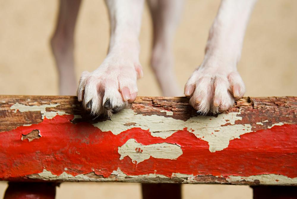 A Guide to Clipping Your Dog's Nails
