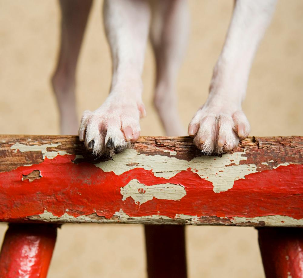 A Guide to Clipping Your Dog's Nails