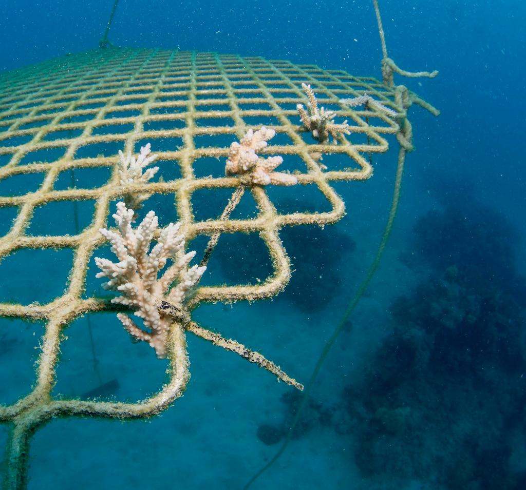Australian Scuba Divers Plant Coral Reefs During COVID-19 Closings