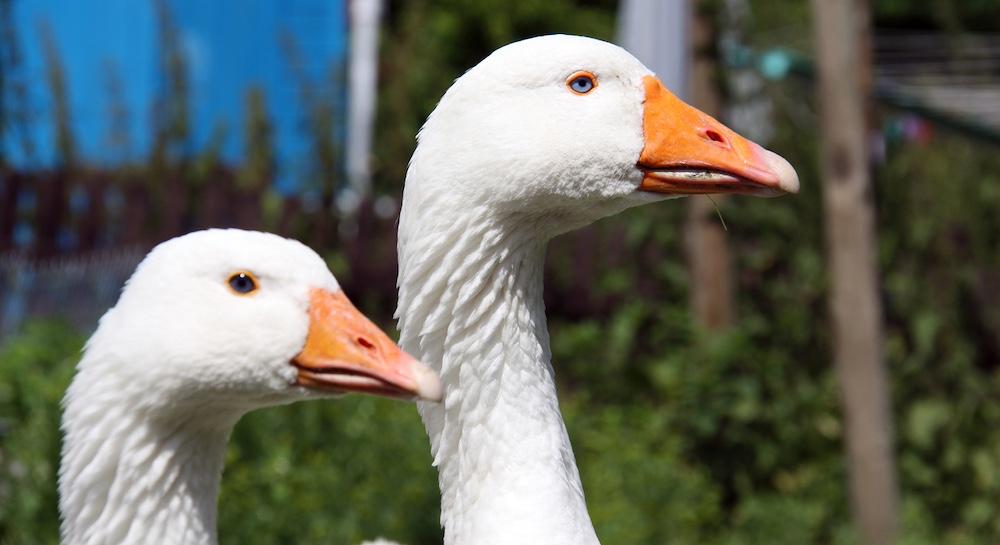 Do Geese Have Teeth? Correcting a Common Misconception