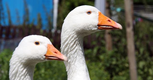 Do Geese Have Teeth? Correcting a Common Misconception