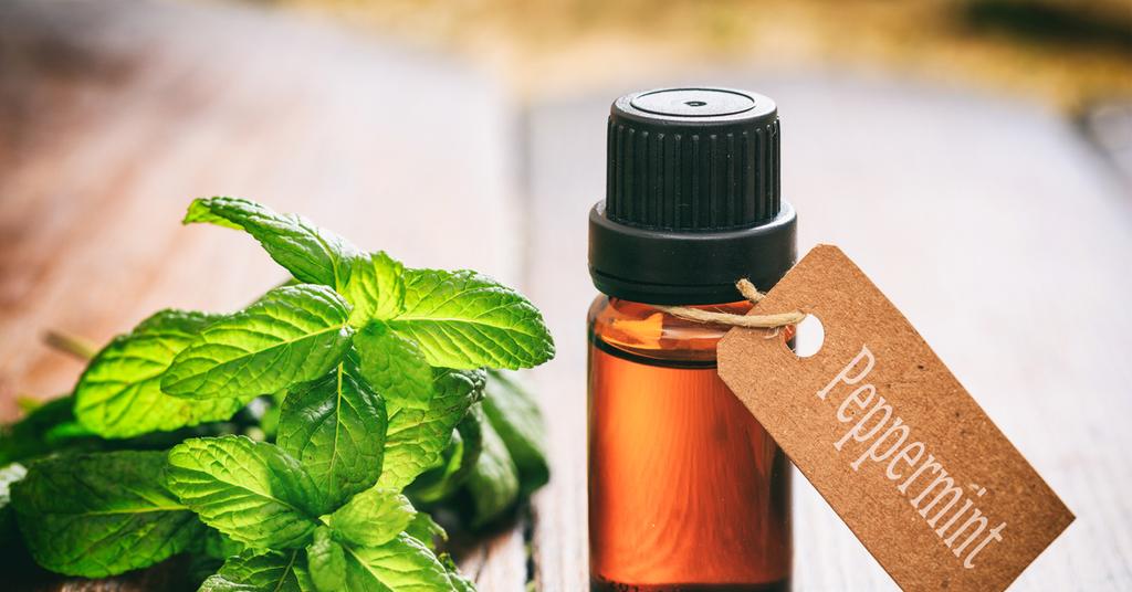 Peppermint Oil Is Versatile, but Can You Use It for Your Dog?
