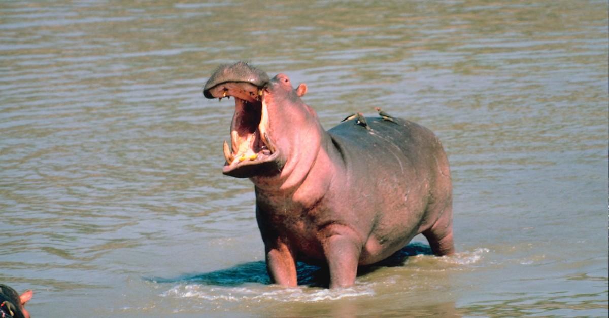 Why are Hippos So Aggressive? Behind Their Tough Exterior