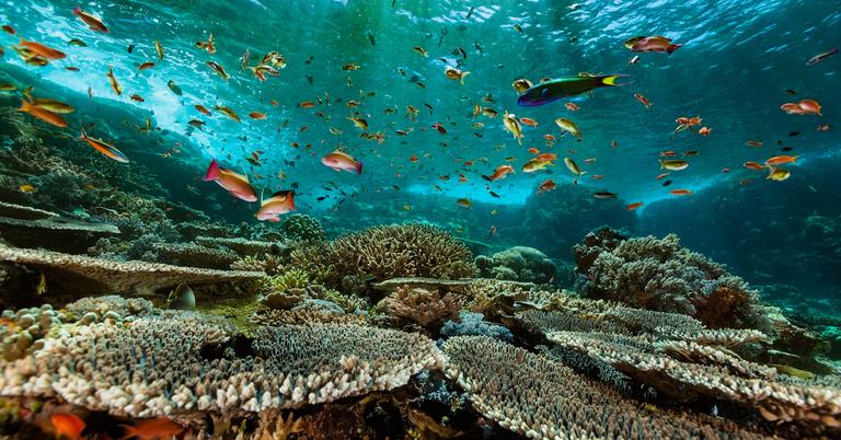 Oceans Could Be Thriving 30 Years From Now, New Study Finds