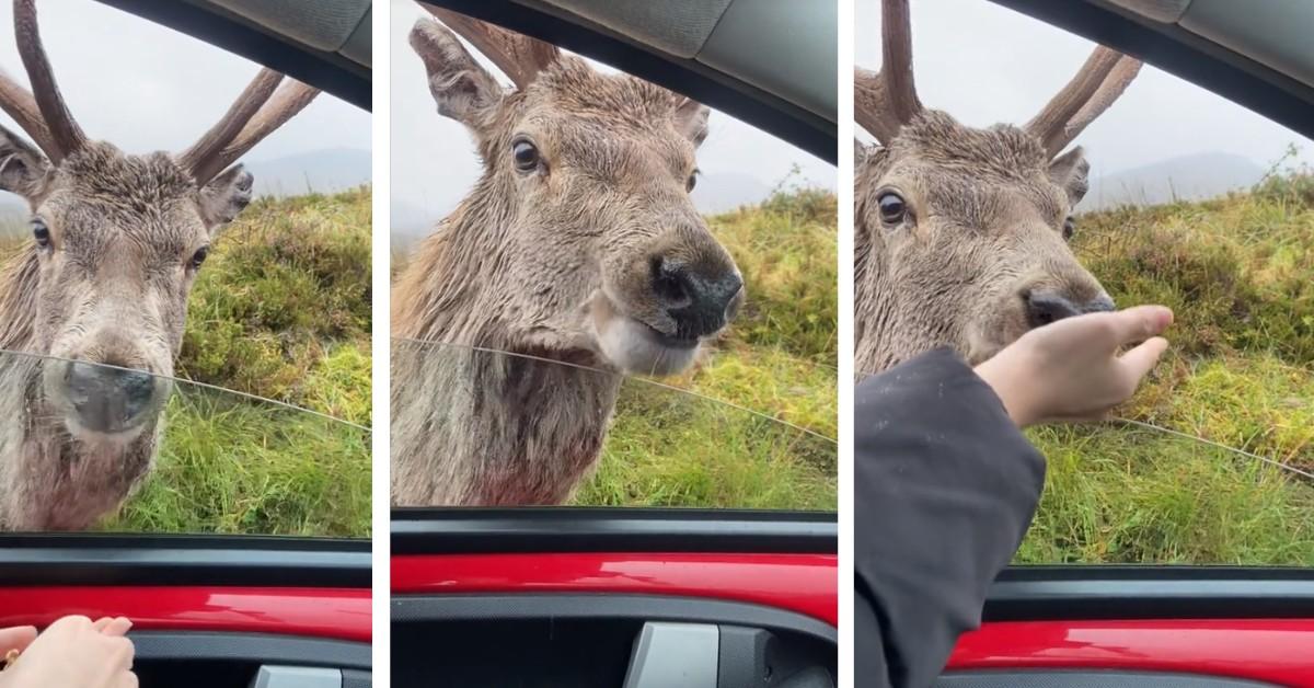 Callum the Stag Put Down After Being Fed Junk Food by Tourists