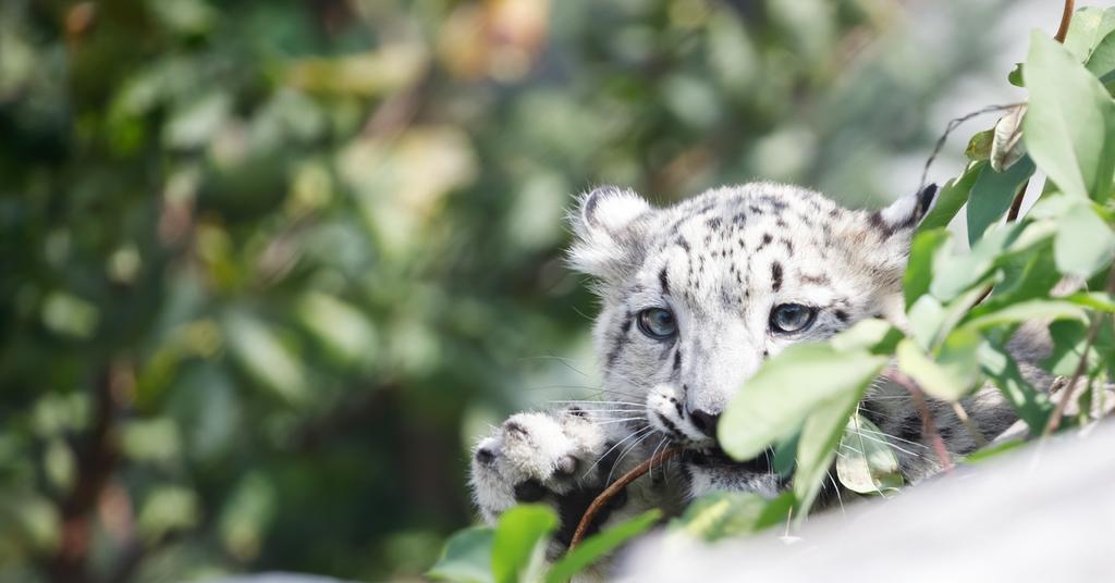 Fun Facts About Snow Leopards That Might Surprise You