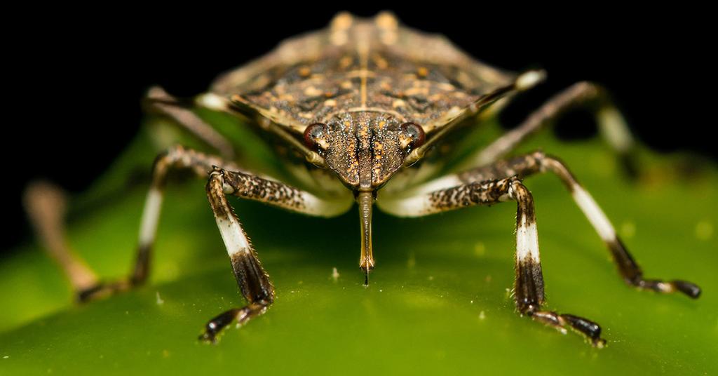 Why Are the Stink Bugs So Bad This Year? They’re Getting Worse