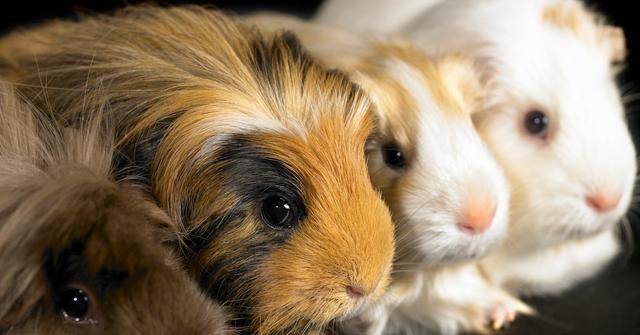 How Is Makeup Tested on Animals? Prepare to Be Horrified