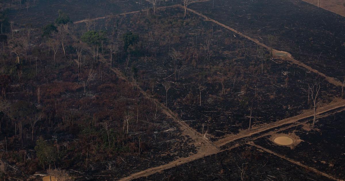 Amazon Rainforest Now Produces More CO2 Than It Absorbs in Some Areas