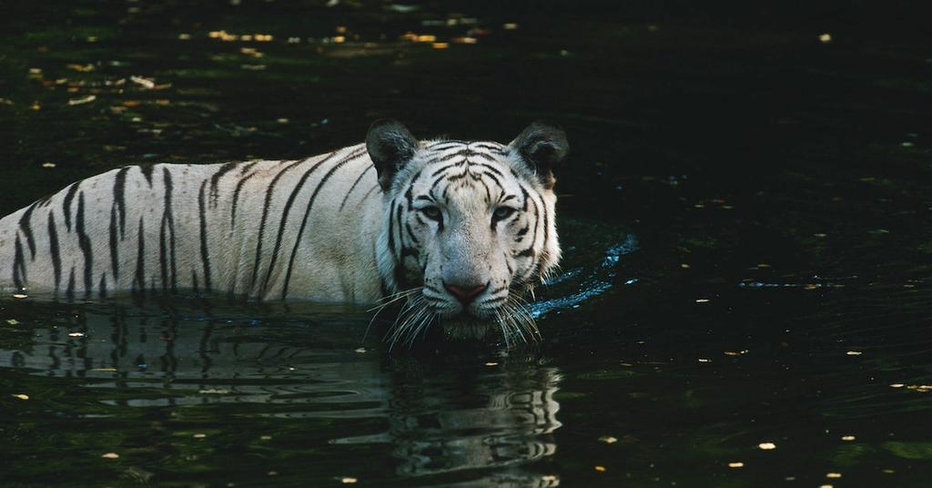Black Jaguar-White Tiger Foundation Shut Down Details