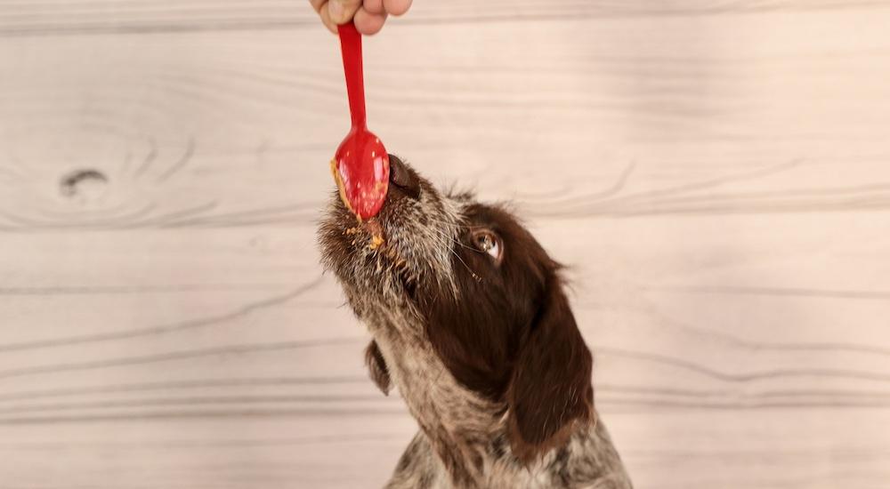 Why Do Dogs Like Peanut Butter? An Investigation