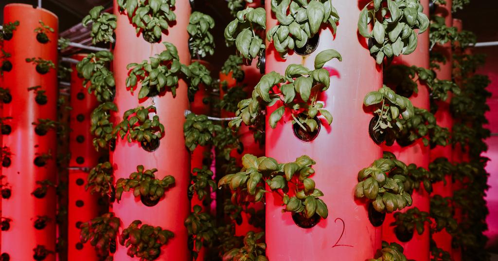 What Is Aeroponic Farming and How Does It Work?