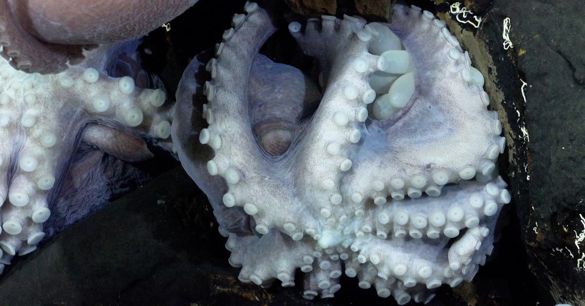 Rare Octopus Nursery Found in Costa Rica — Plus, New Species