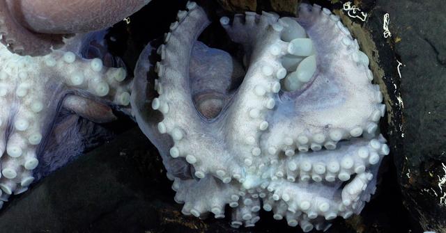 Rare Octopus Nursery Found in Costa Rica — Plus, New Species