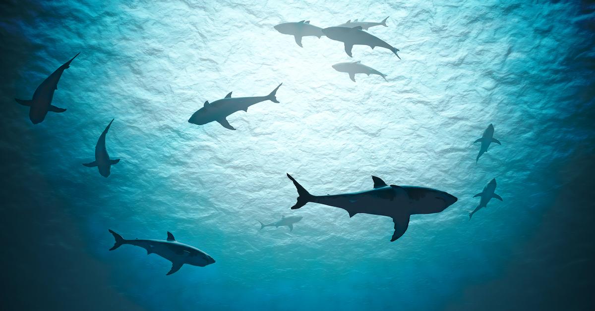 Why Are Sharks Heading to the East Coast? What to Know Before Swimming