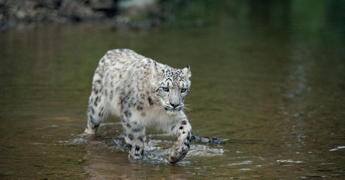 Why Are Snow Leopards Endangered? What's Their Current Status — And Why?