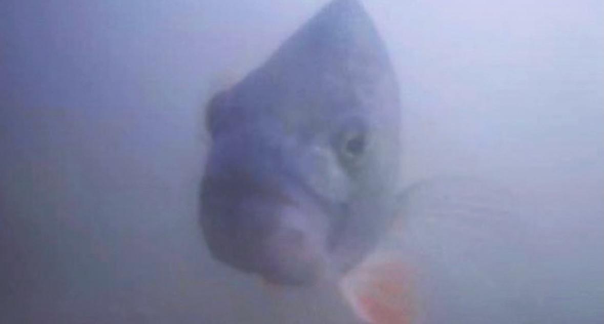 Fish Doorbell Season Is Finally Back — How to Watch