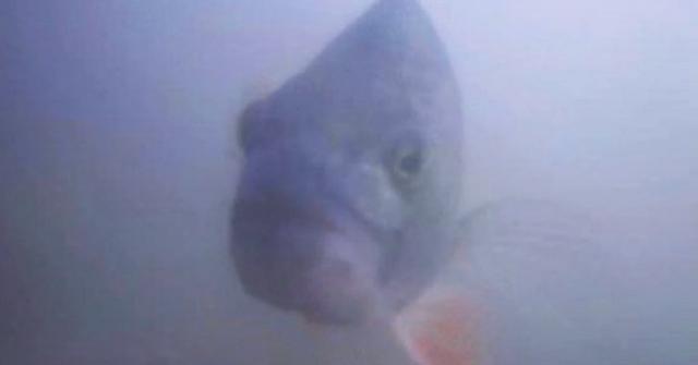 Fish Doorbell Season Is Finally Back — How to Watch