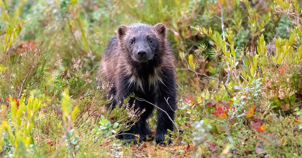 Are Wolverines Dangerous? Let's Look Beyond the Claws