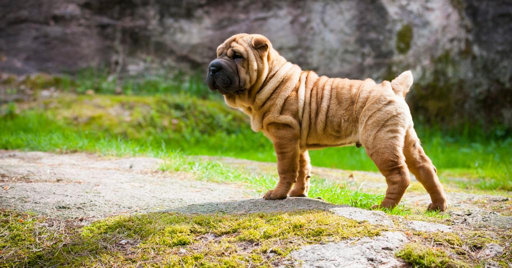 Some of the Oldest Dog Breeds Are Thousands of Years Old