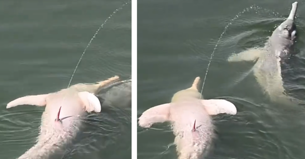 Why Do Dolphins Pee in the Air? Aerial Urination Is Mysterious