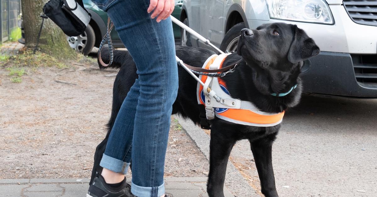 How to Get Started Training a Service Dog — What to Know