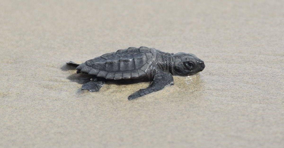 Kemp’s Ridley Sea Turtles, an Endangered Species, Hatch in Louisiana