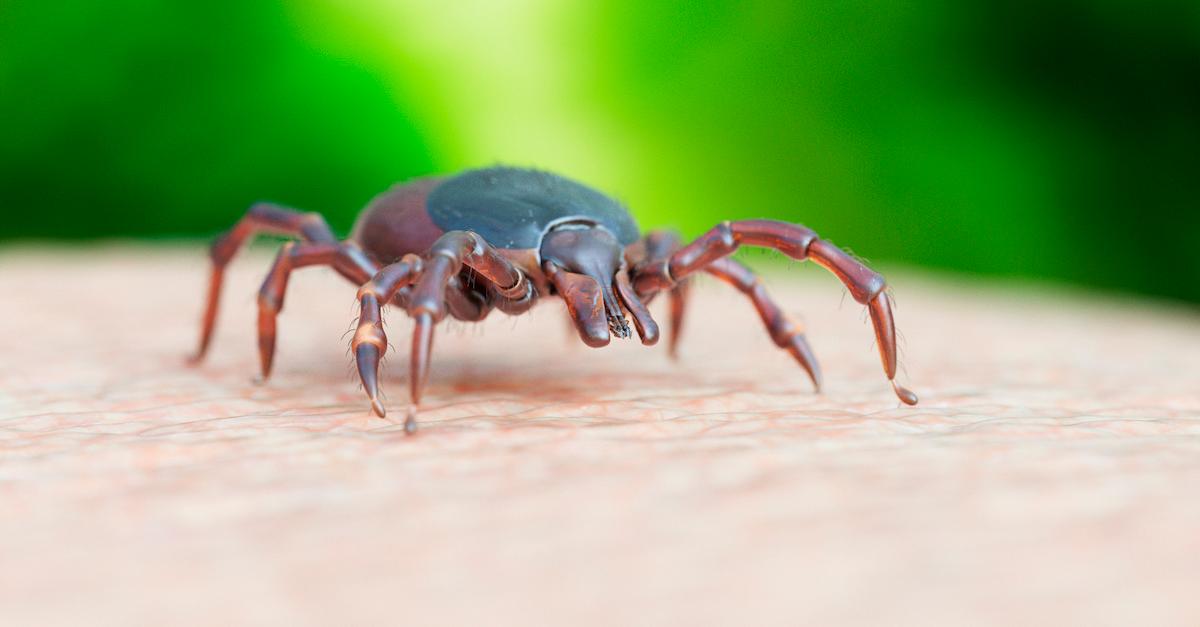 Global Warming Causes Ticks to Gravitate to Humans, So Watch Out