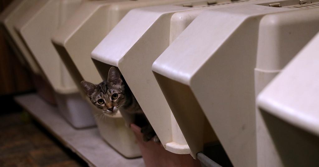 What Is a Cat Mill? Breeders Often Neglect Purebred Kittens