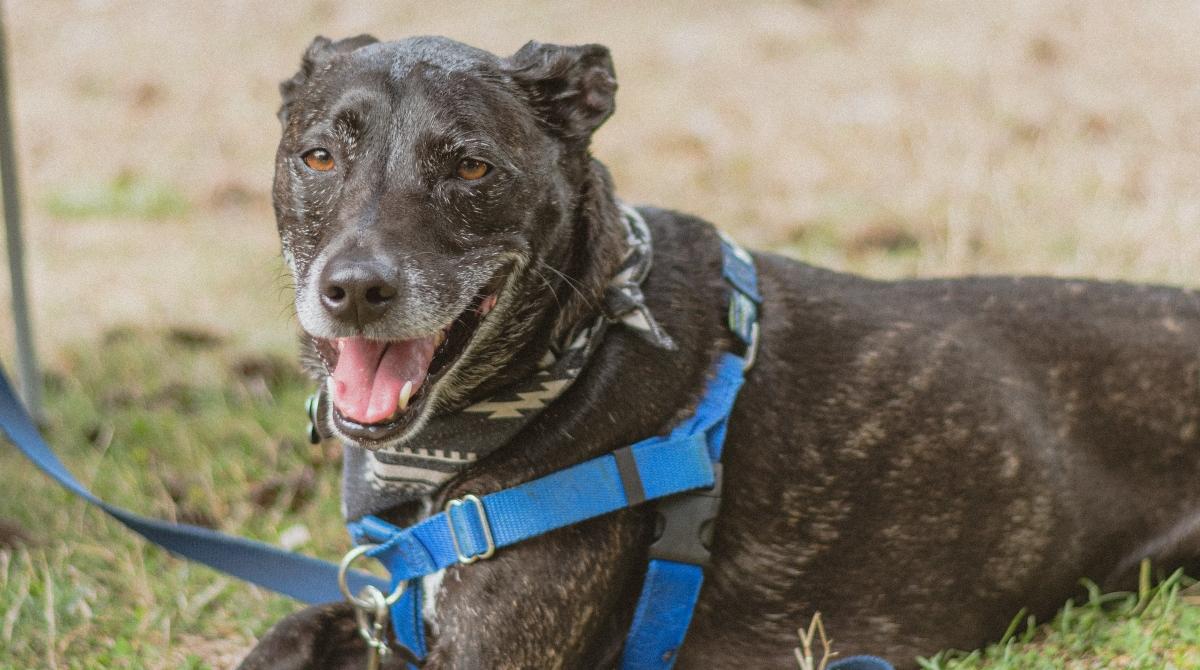 National Mutt Day Happens Twice a Year: Learn All About It