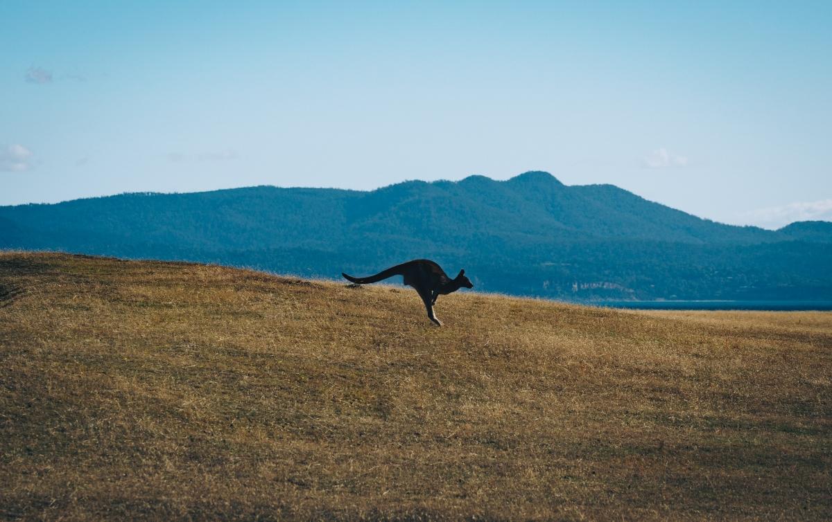 Why Are Kangaroos so Buff? Here's What to Know About Them