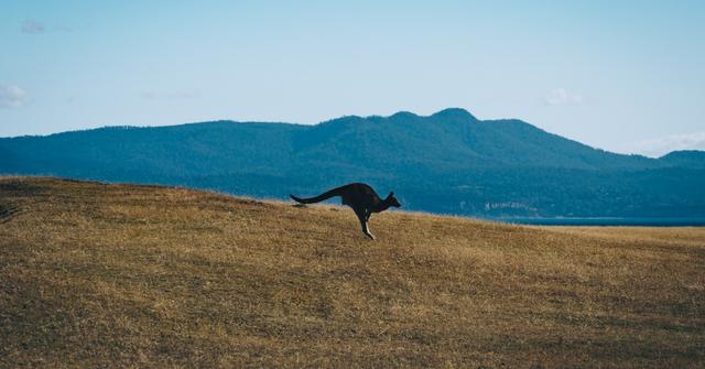 Why Are Kangaroos so Buff? Here's What to Know About Them