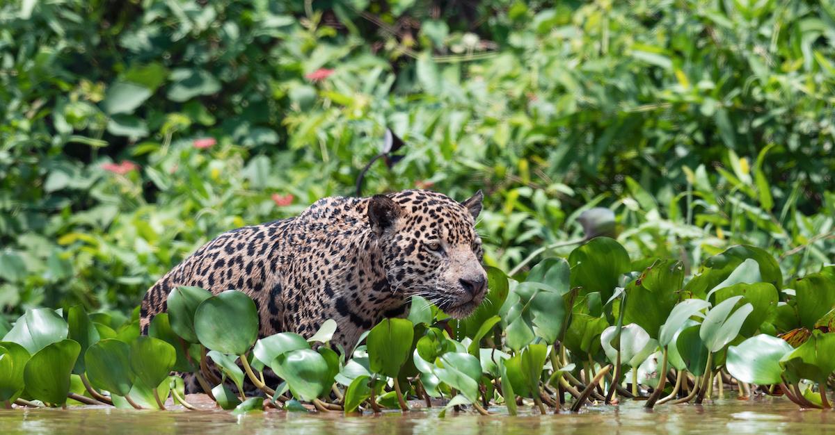 Are There Jaguars in the U.S.? Conservationists May Bring Them Back