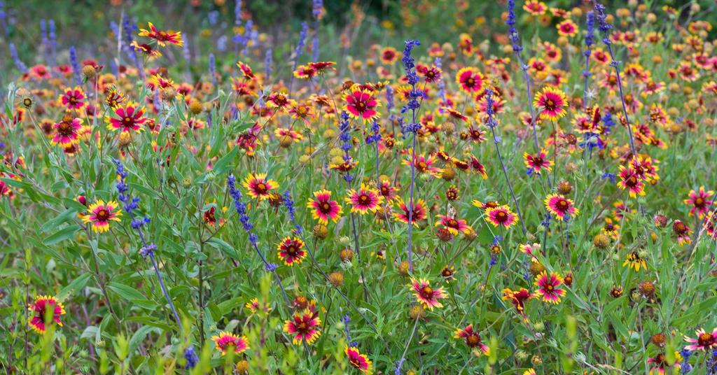 Eco-Friendly Yard Care Tips That Are Easy and Effective