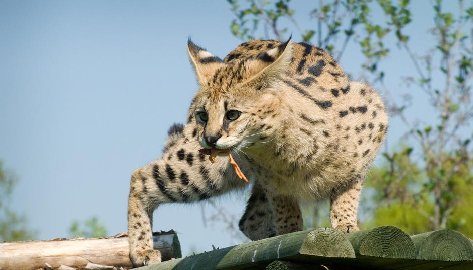 Can a Serval Cat Kill a Human? They're Still Wild Animals