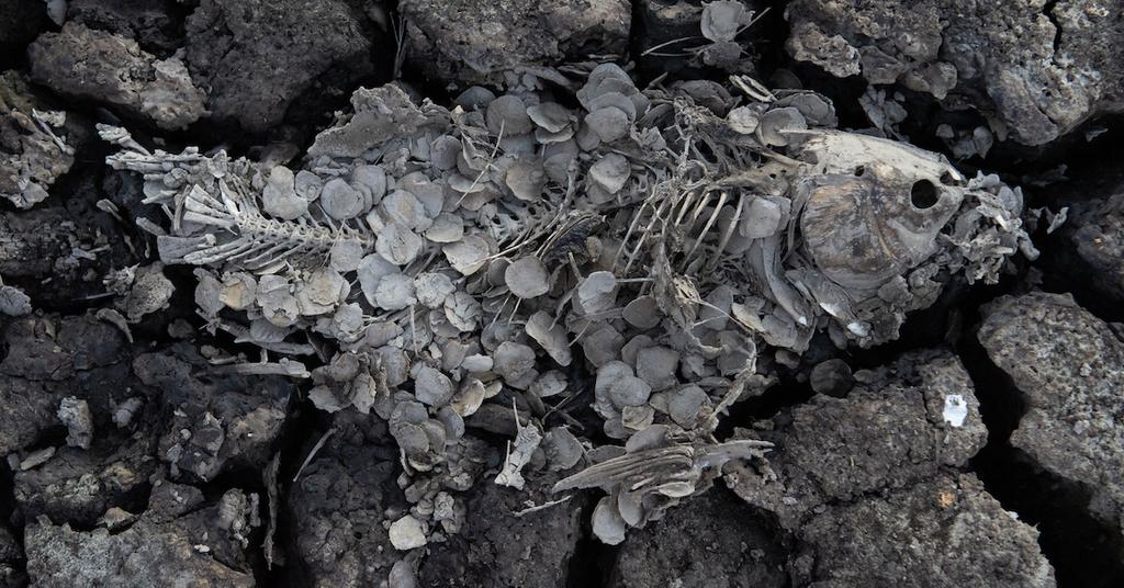 California's “Ghost Lake” Reflects a Wetter-Than-Normal Winter Season