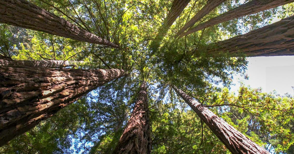 Climate Crisis Is Making Forest Trees Shorter and Younger