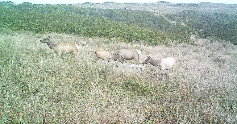 Point Reyes' NPS Trucked in Water For Elk, Amid Ongoing Drought